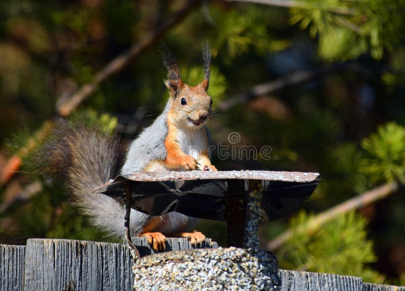 Squirrel Sitting on the Chimney and Smiles Stock Photo - Image of ...