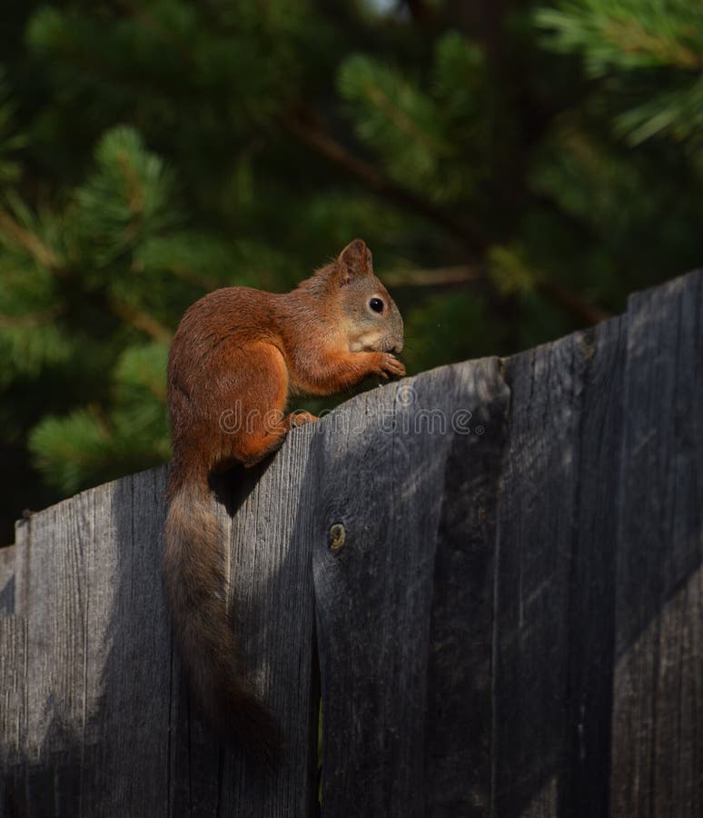 Squirrel Eats Nut on the Fence in the Garden Stock Image - Image of ...
