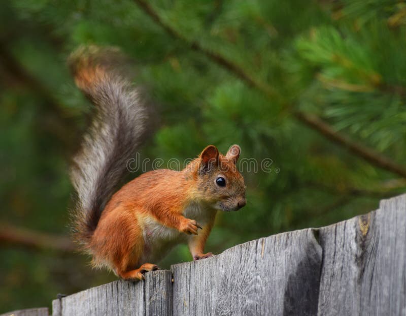 Squirrel Cub Sitting on the Fence in the Garden Stock Image - Image of ...