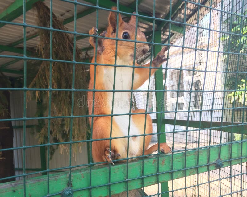 Squirrel in the cell stock image. Image of looking, portrait - 103071351