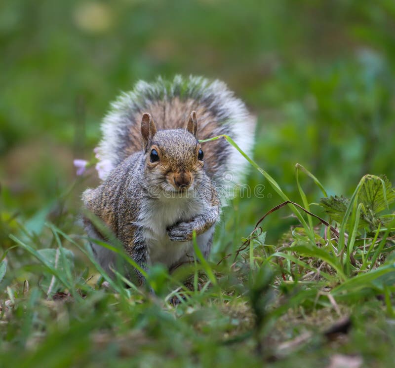 Squirrel Sitting on Grass, Making Direct Eye Contact with the Camera Stock Image - Image of ...