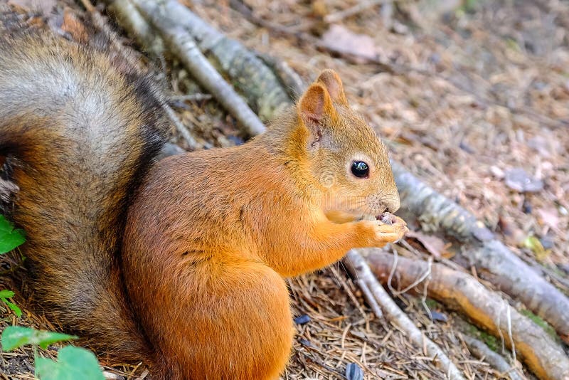 Squirrel Sitting on the Ground. Bites the Seed. Keeps Front Paws Stock ...