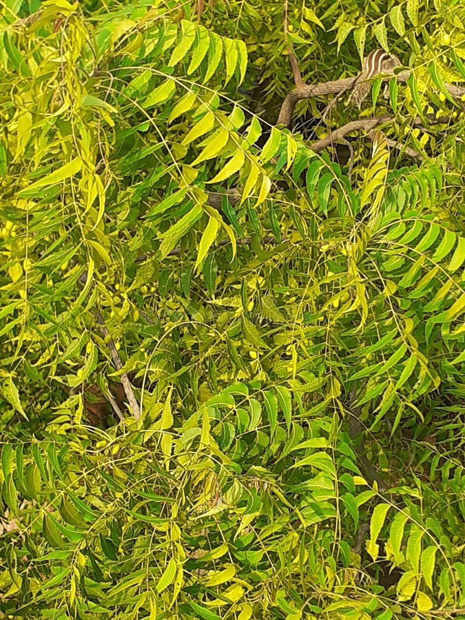 Squirrel Sitting on Medicinal Neem Tree Stock Image - Image of leaf ...