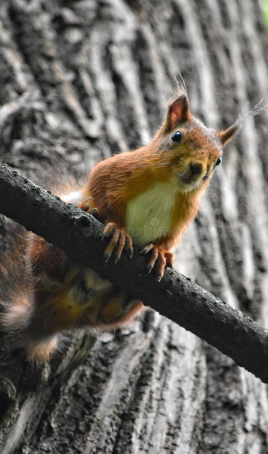 Squirrel Sitting Red Animal Stock Image - Image of animal, sitting ...