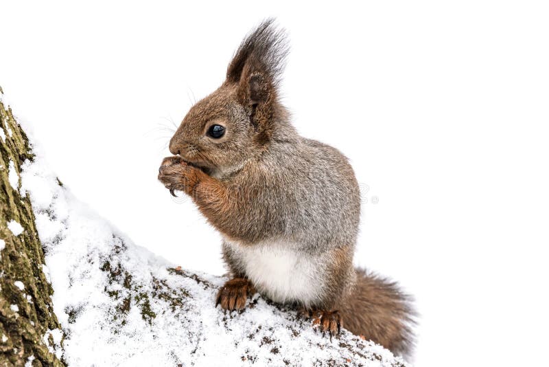 Squirrel Sitting on Snowy Tree Root in Winter Park and Eating Nut Stock ...