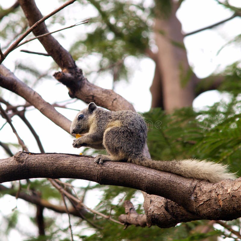 Squirrel sitting on tree stock photo. Image of autumn - 25011564