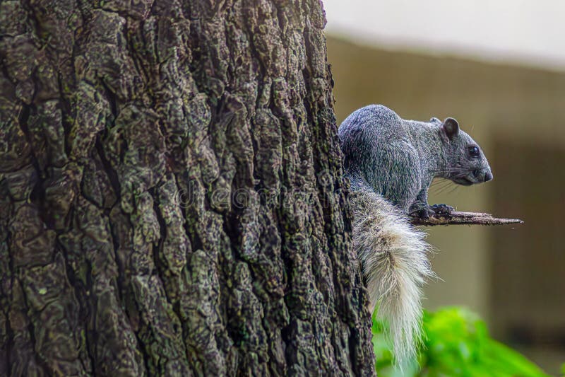 Squirrel Sitting on a Tree Branch. Squirrel Sitting on an Oak Tree ...