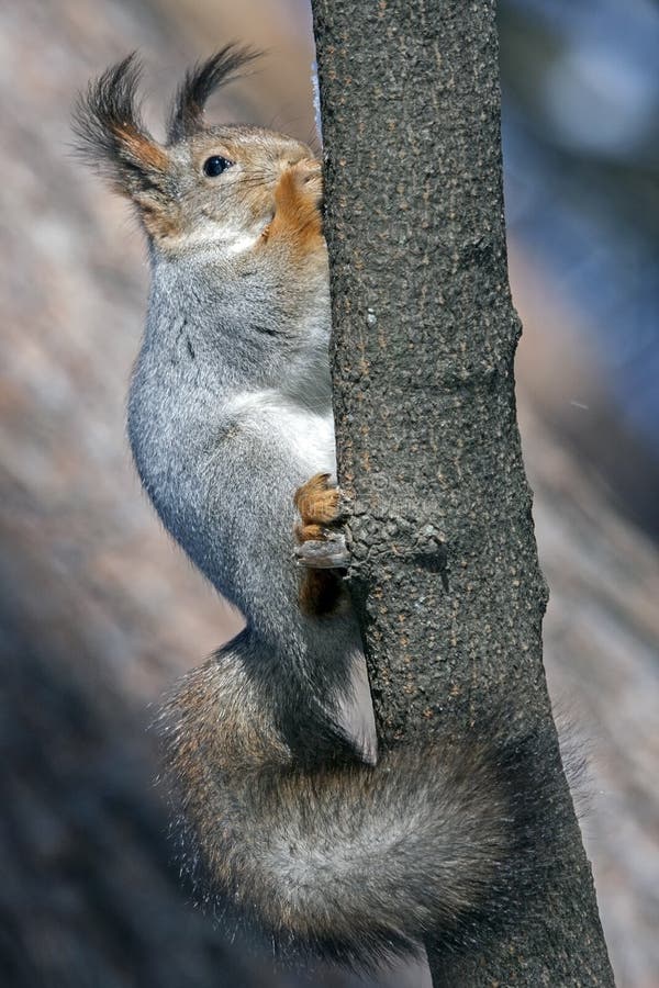 Squirrel Sitting on the Tree Stock Image - Image of mammal, postcard ...
