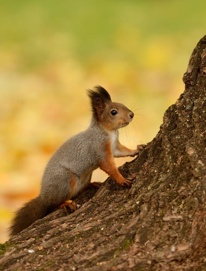 Squirrel sitting on a tree stock photo. Image of nature - 45727122