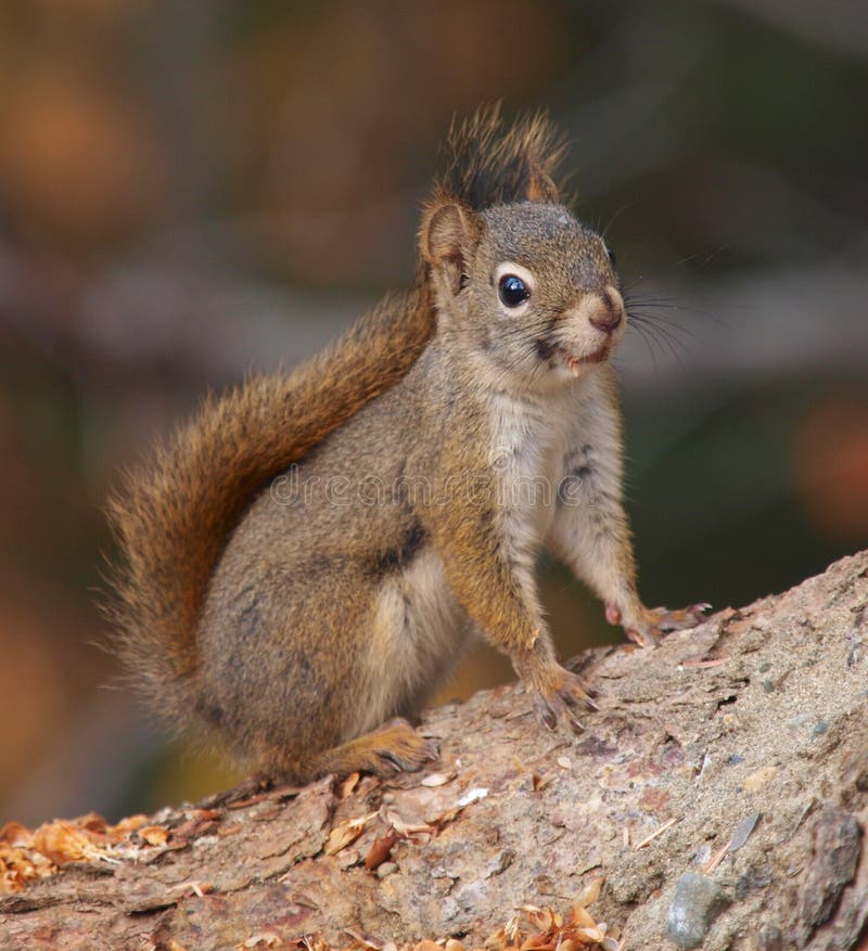 Squirrel Sitting on Tree Root Stock Image - Image of branch, animal ...