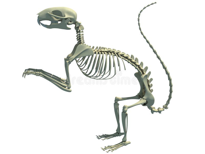 Squirrel Skeleton 3D Rendering Stock Illustration - Illustration of ...