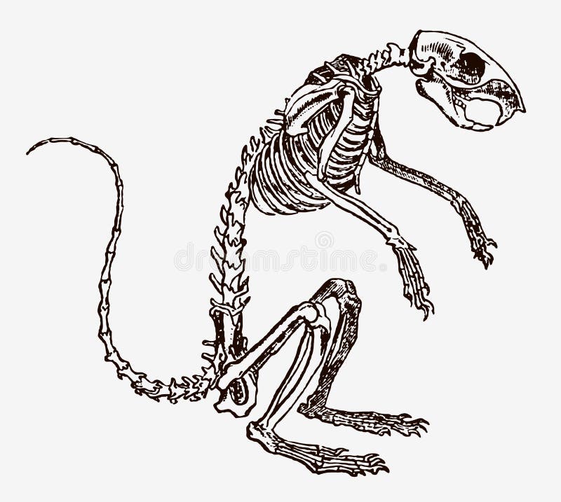Squirrel Skeleton in Profile View Stock Vector - Illustration of adult ...