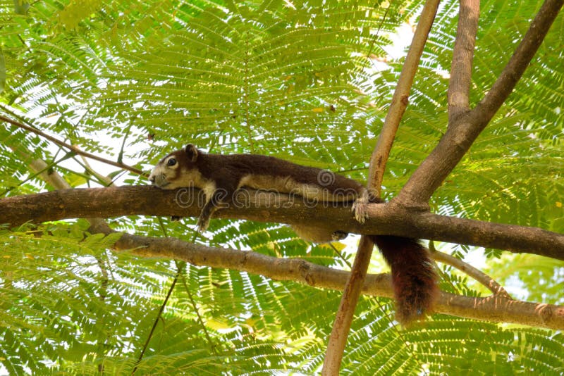 Squirrel sleep stock image. Image of monkey, sleep, animal - 79367421