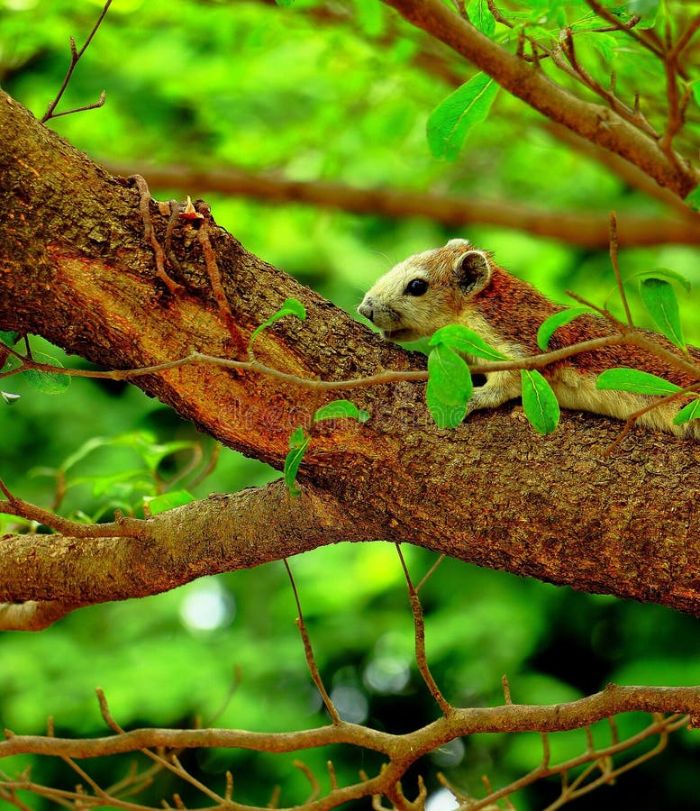 The squirrel sleeping stock image. Image of park, rodent - 114017923