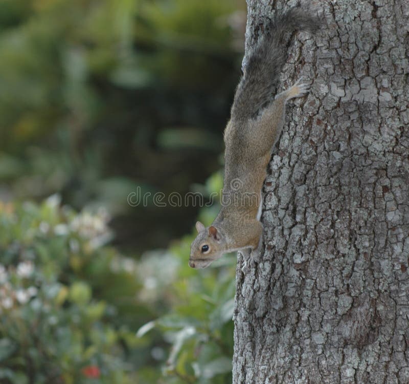 Squirrel sliding down tree stock image. Image of outdoors - 657675
