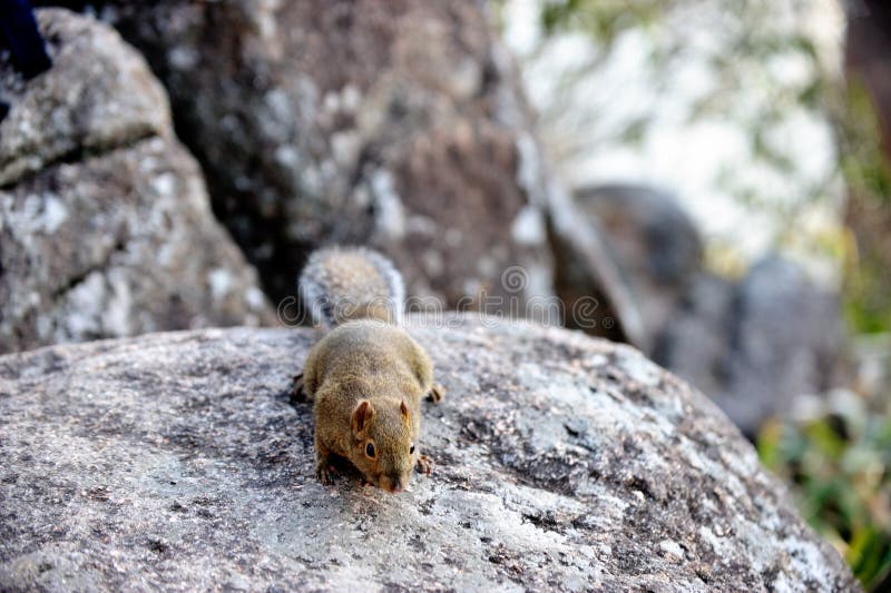 Squirrel Finds a Nut stock image. Image of rodent, nuts - 73586639