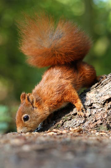 Squirrel smelling stock photo. Image of natural, wild - 16571840