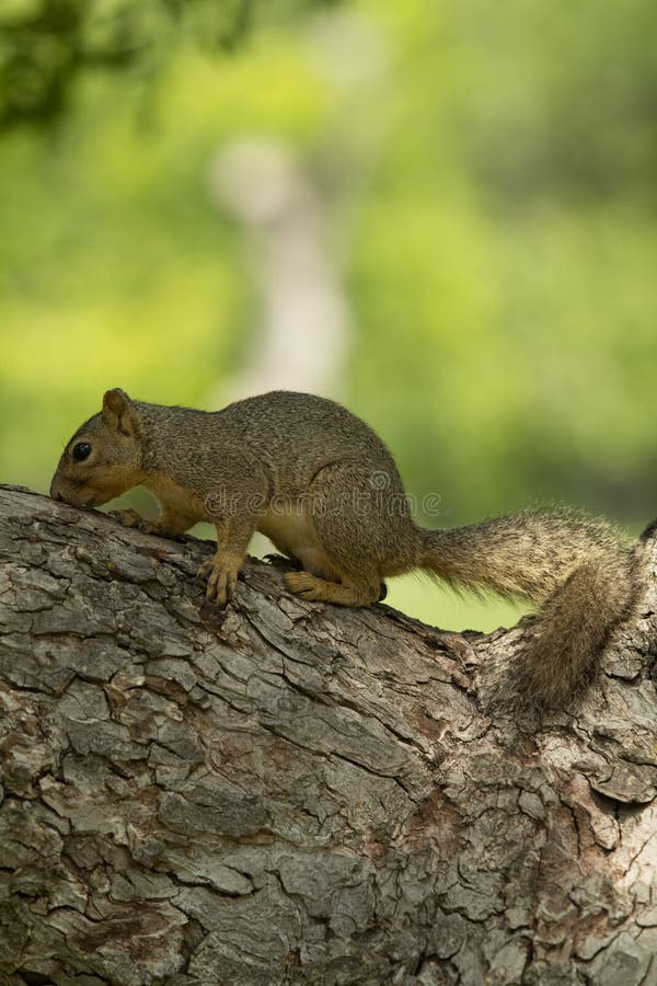 Squirrel smelling stock photo. Image of natural, wild - 16571840