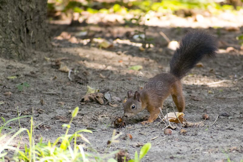 Squirrel smelling stock photo. Image of natural, wild - 16571840