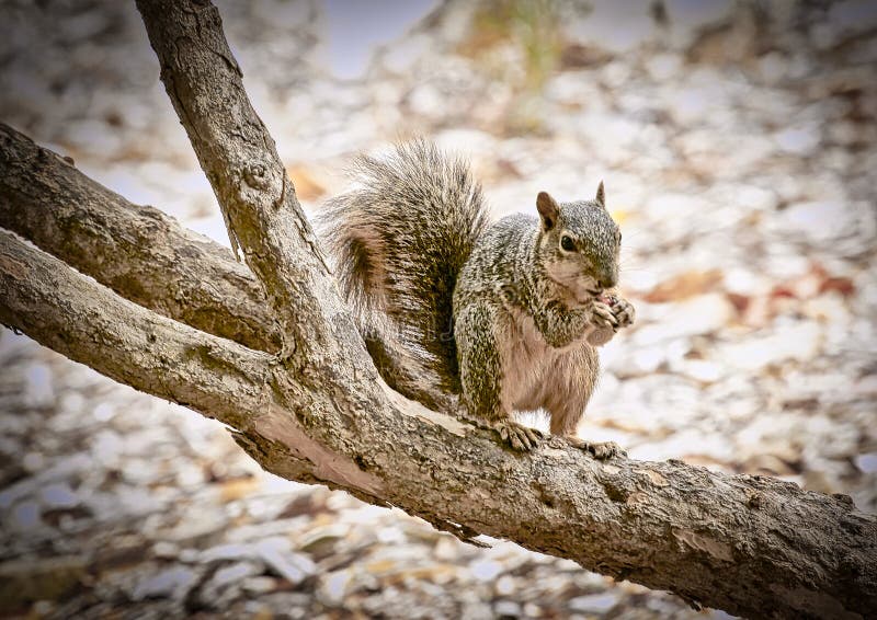 Squirrel Snack Tree Resting Stock Photo - Image of snack, takes: 176845362