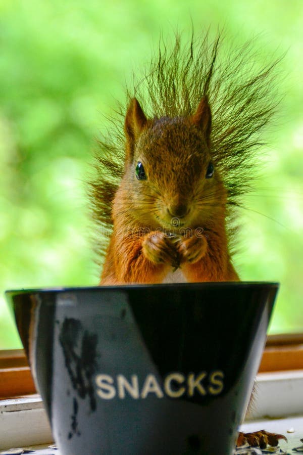 Squirrel Snacks in a Pine Tree Stock Image - Image of park, snacks ...