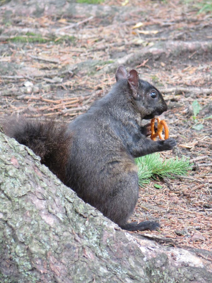 Squirrel Snacks stock photo. Image of animal, nature - 124298684