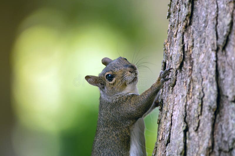 Squirrel sniffing in air stock photo. Image of squirrel - 12611330
