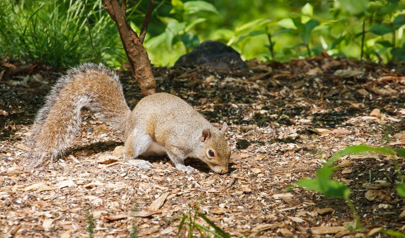 Squirrel Sniffing for Nuts stock image. Image of brown - 20682879