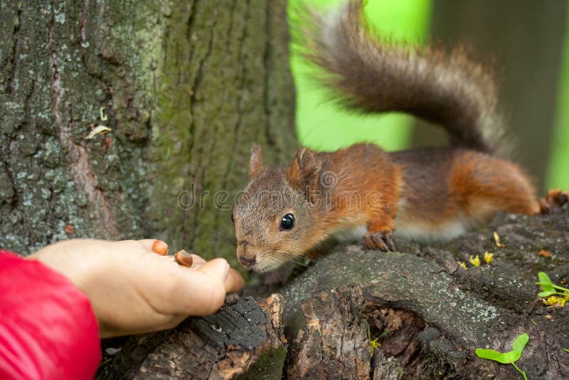 Squirrel Sniffing Nuts on the Hand. Stock Image - Image of animal, food ...