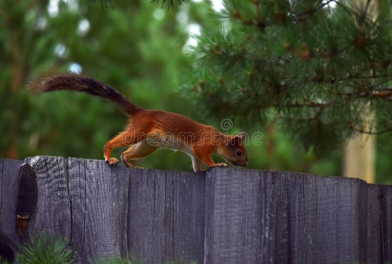 Squirrel Sniffs the Fence in the Garden and Pine Branches Stock Photo ...