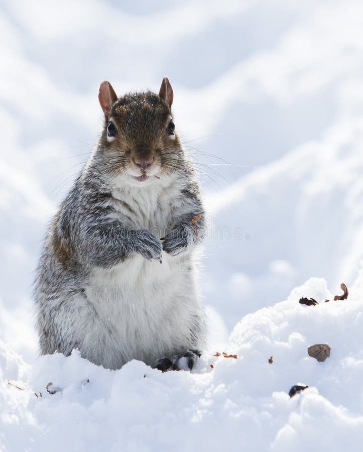 Squirrel on the snow stock image. Image of fluffy, animal - 27889295