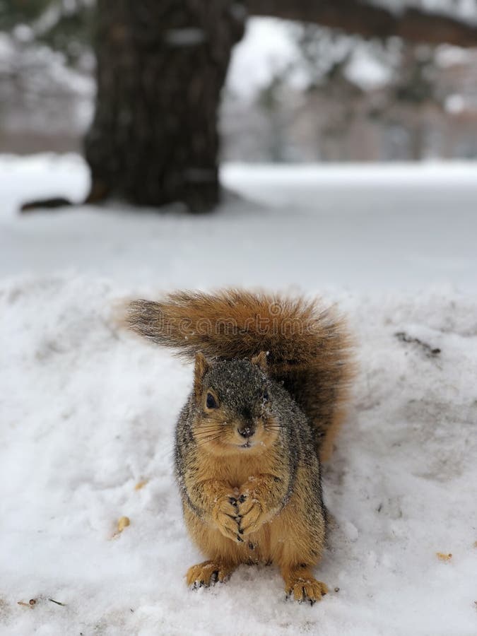 Squirrel stock photo. Image of squirrel, freezing, cold - 185887260
