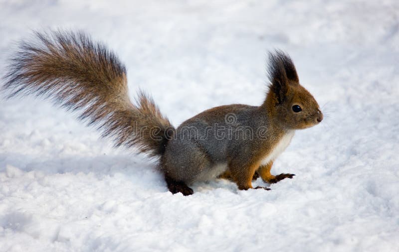 The squirrel on snow stock image. Image of nature, mammal - 8749059