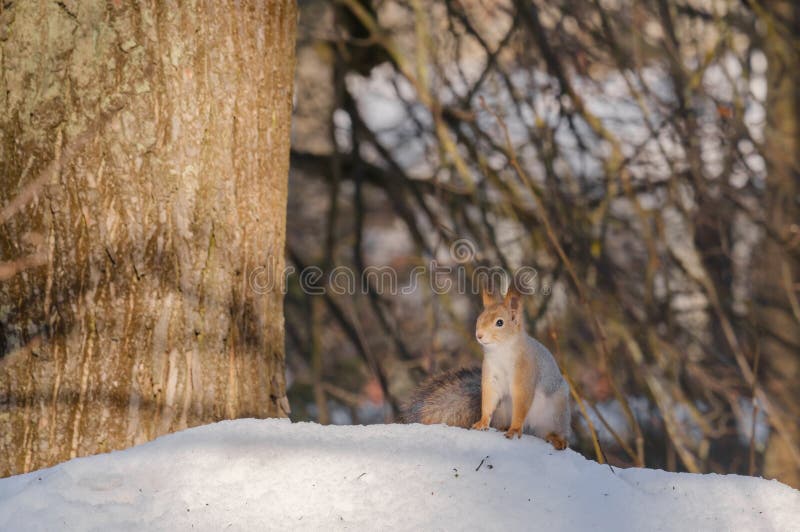 Squirrel in the Snow Near a Tree Stock Photo - Image of cute, spring ...
