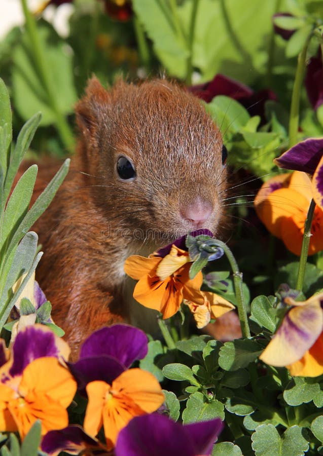 Squirrel among Some Flowers Stock Image - Image of hungr, sweet: 71107425