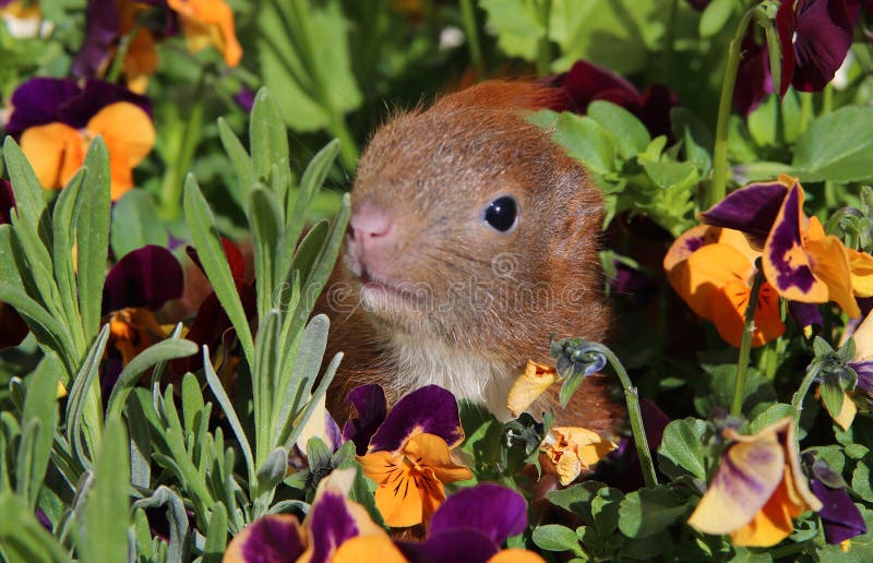 Squirrel among Some Flowers Stock Image - Image of food, branch: 71107453