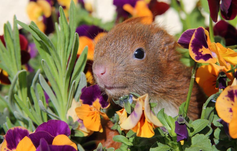 Squirrel among Some Flowers Stock Image - Image of leaves, sweet: 71107563