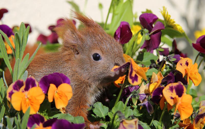 Squirrel among Some Flowers Stock Photo - Image of sitting, food: 71108648