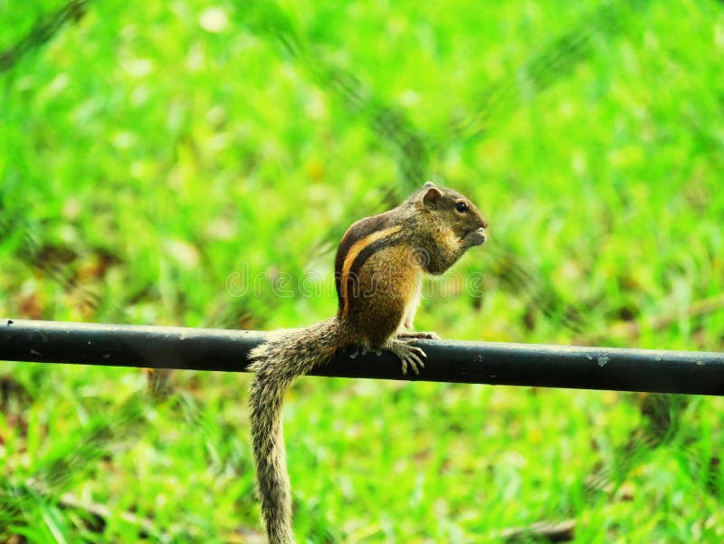 Squirrel Spotting in a Zoo in Vizag Stock Image - Image of spotting ...