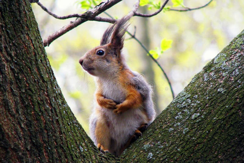 Squirrel in the Spring Changes Its Coat from Grey To Red. Curious ...