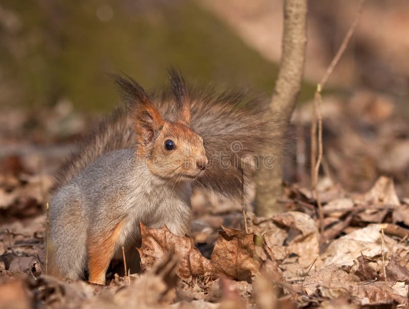 Squirrel in the Spring Forest Stock Image - Image of outdoor, brown ...