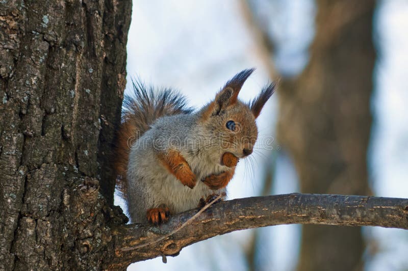 Squirrel in the Spring Forest. Stock Photo - Image of animals ...