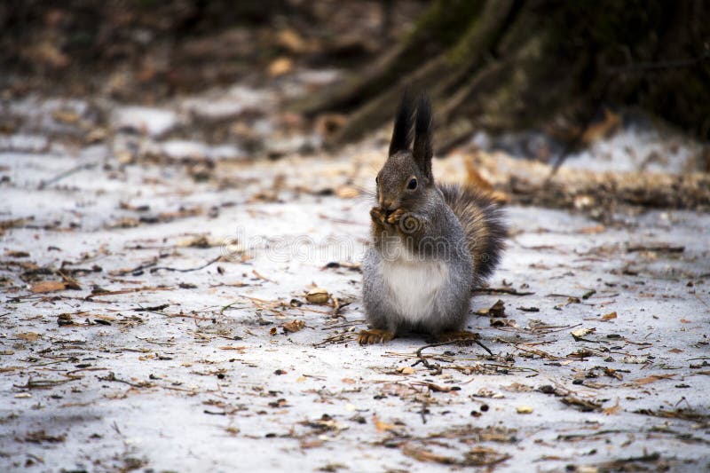 A Squirrel in a Spring Forest Searching for Food. Stock Image - Image ...