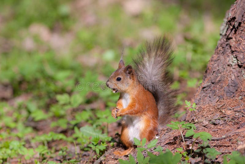Squirrel on a spring grass stock photo. Image of spring - 113907630