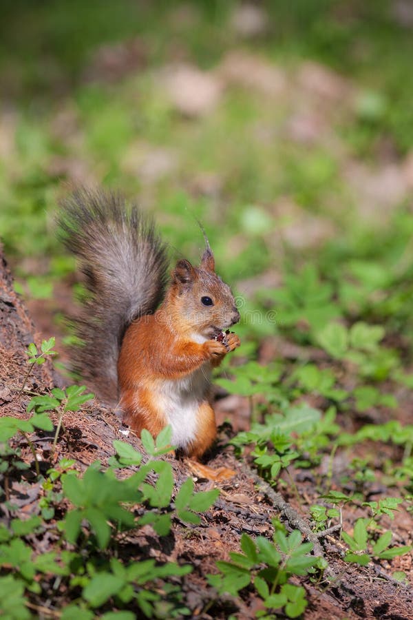 Squirrel in spring stock image. Image of nature, portrait - 114803925