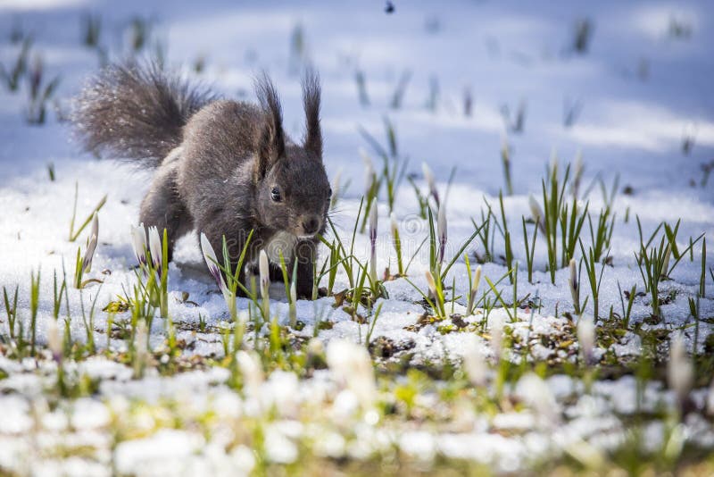 Squirrel at Spring with Snow Stock Photo - Image of mossy, posing: 75144024