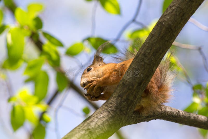 Squirrel on a spring tree stock image. Image of leaf - 54994369