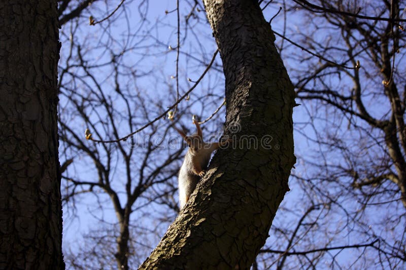Squirrel spring stock image. Image of nature, branches - 94791723
