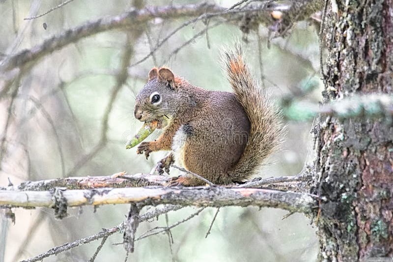 A Squirrel in a Spruce Tree Eating a Pine Cone Stock Image - Image of ...