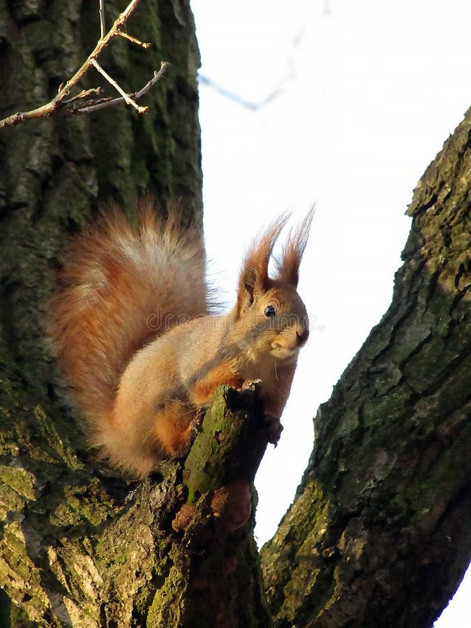 Squirrel Celtic Knot Stock Photos - Free & Royalty-Free Stock Photos ...